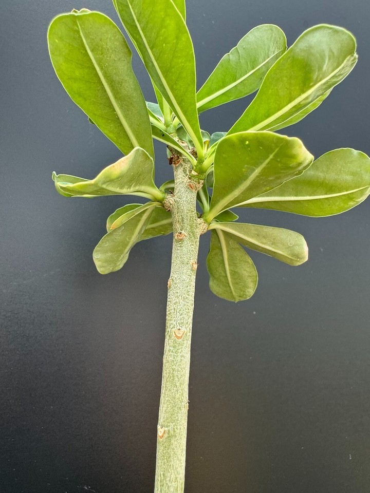 Adenium obesum cv. 'Black Ruby' HYBRID - Rare Succulent Rooted Plant ...
