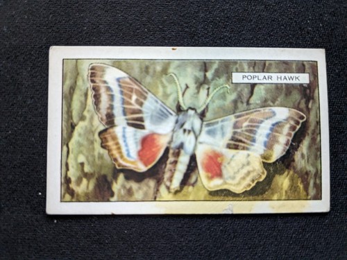 1938 Gallaher Butterflies & Moths Card # 2 Poplar Hawk (VG/EX) | eBay