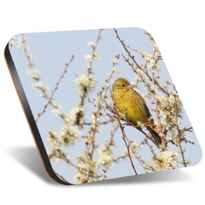 1x Square Coaster 12cm Yellowhammer Bird Nature Wildlife #52550 | eBay UK