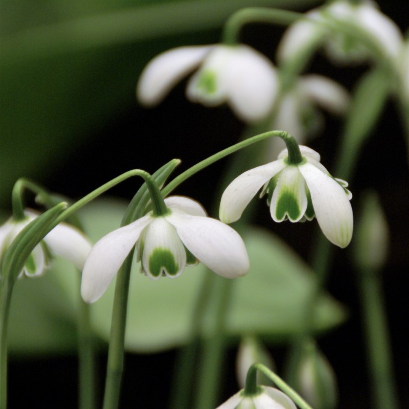 X2 Galanthus Hippolyta Well Rooted snowdrop | eBay UK