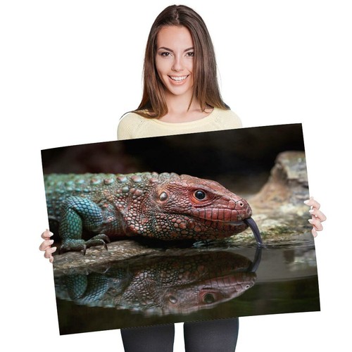 A1 - Red Northern Caiman Lizard Poster 60X90cm180gsm Print #3520 | eBay