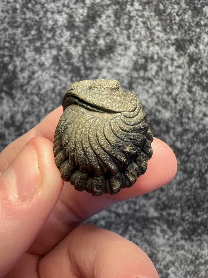 Moroccops sp. Trilobite Fossil – Detailed Collector Specimen | eBay