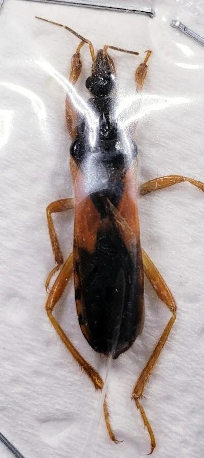 Reduviidae Assassin Bugs