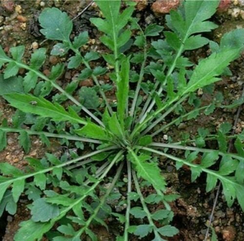 250+ Shepherd's Purse Capsella Seeds Bursa-pastoris Ji Cai Naengi ...