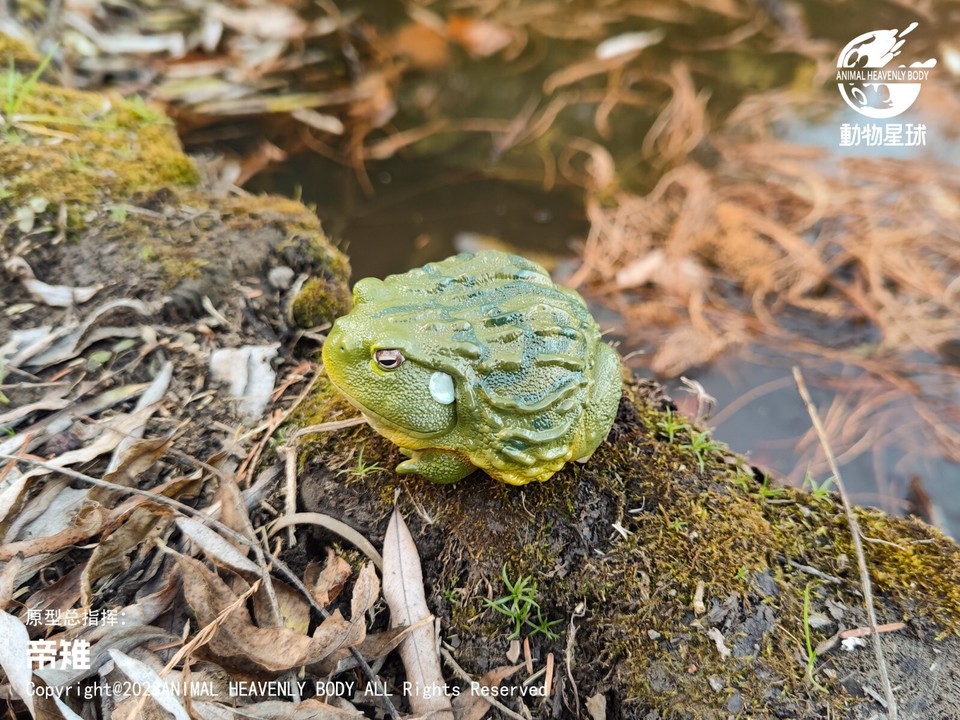 【In-Stock】 Animal Heavenly Body African Bullfrog Frog Collectible ...