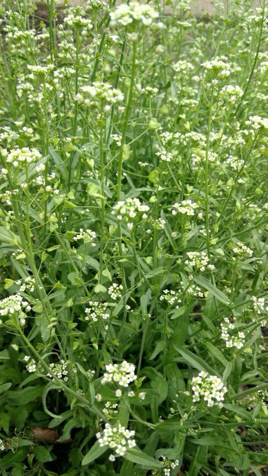 250+ Shepherd's Purse Capsella Seeds Bursa-pastoris Ji Cai Naengi ...
