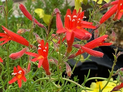 Penstemon pinifolius dwarf Alpine plant 9cm pot | eBay UK