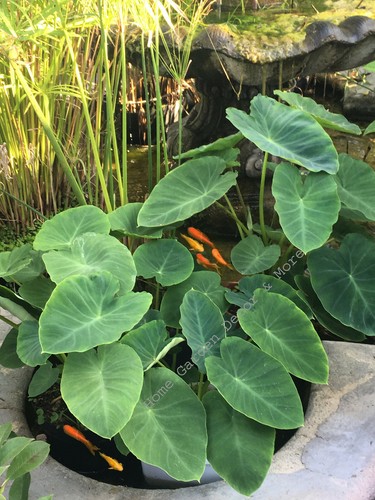 15 GREEN TARO ELEPHANT EAR WATER LILY BULBS ROOTS POND PLANT EDIBLE POI ...