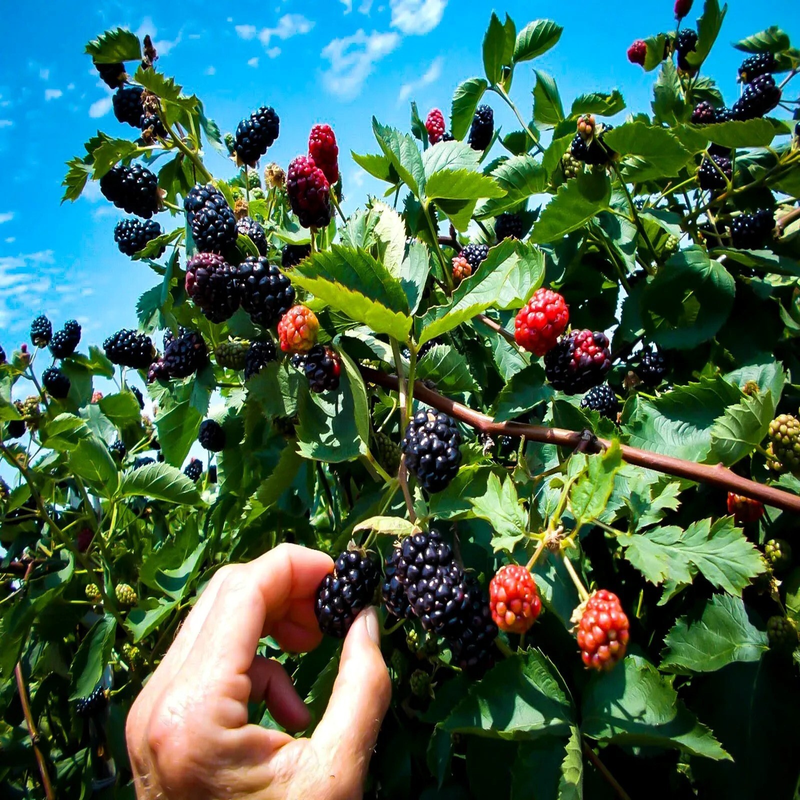 20 CALIFORNIA PACIFIC TRAILING BLACKBERRY SEEDS Rubus Ursinus Hardy ...