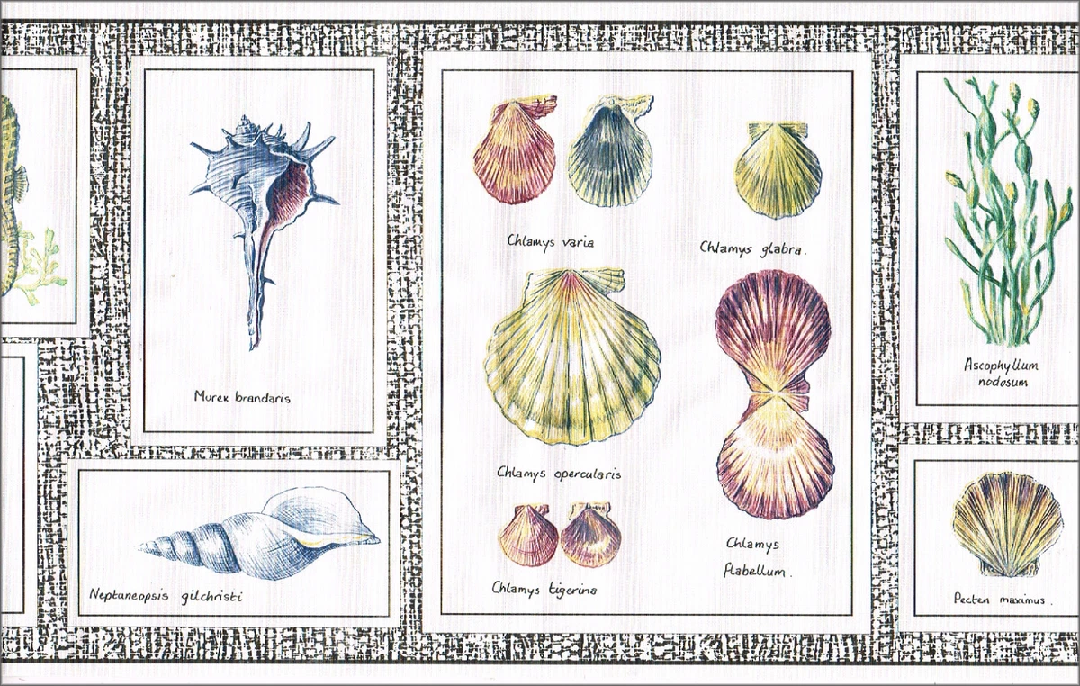Sea Shell Borders And Frames