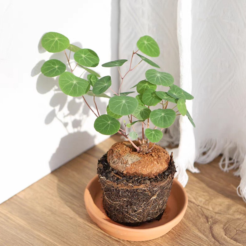 4-5cm Rare Root Garden Plants Cactus Live Plants Golden Vine Plant ...