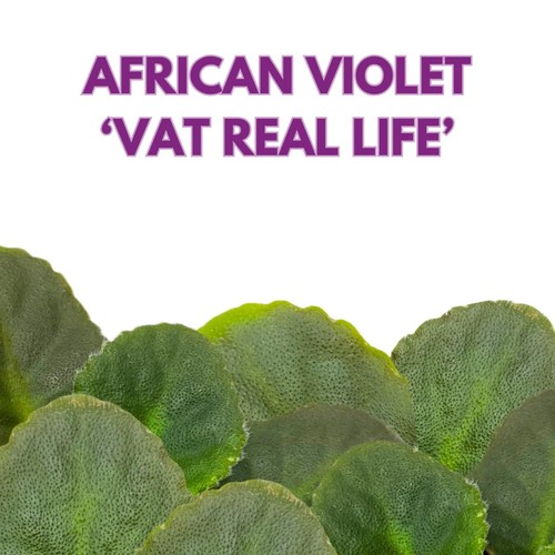 Harmony Foliage African Violet VaT Real Life 4 inch Purple Red Flower ...