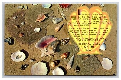 1965 Postcard Sea Shells Eternal Call of The Sea Beach Chrome | eBay
