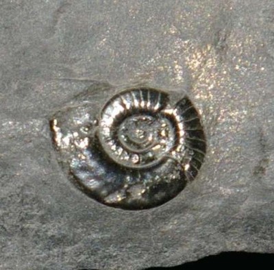 Flexiclymenia tenuis - Very rare pyritized Devonian clymenia | eBay