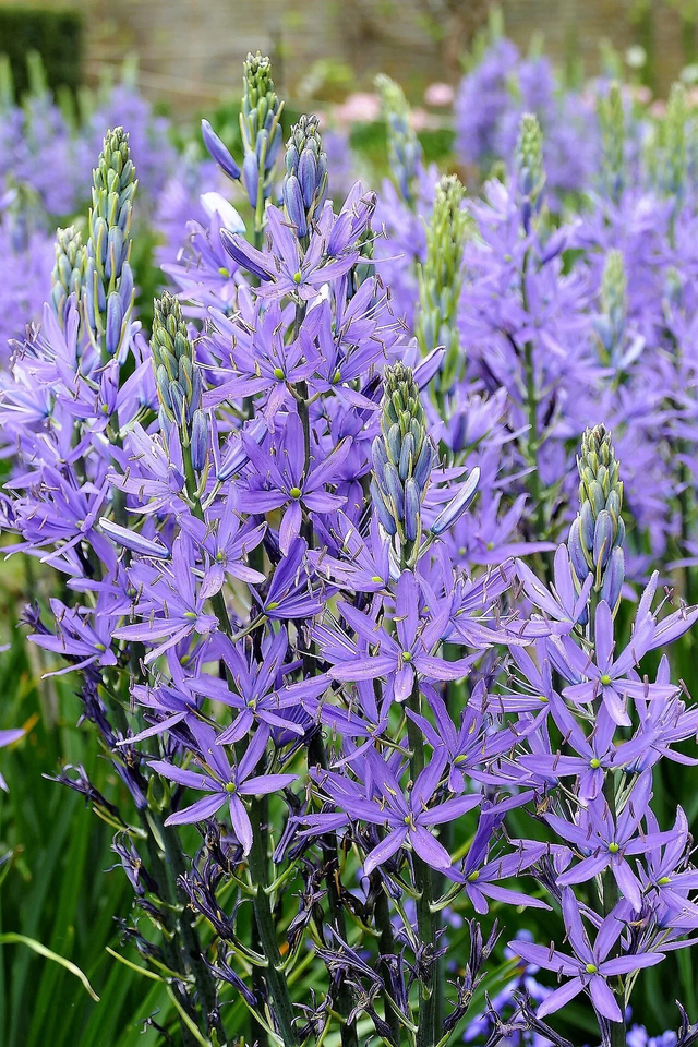 20 Blue LARGE CAMAS Camassia Leichtlinii Quamasia Great Camass Native ...