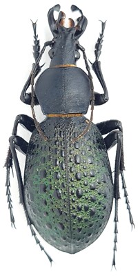 Coleoptera Carabidae Carabus (Coptolabrus) formosus rostrandi China | eBay