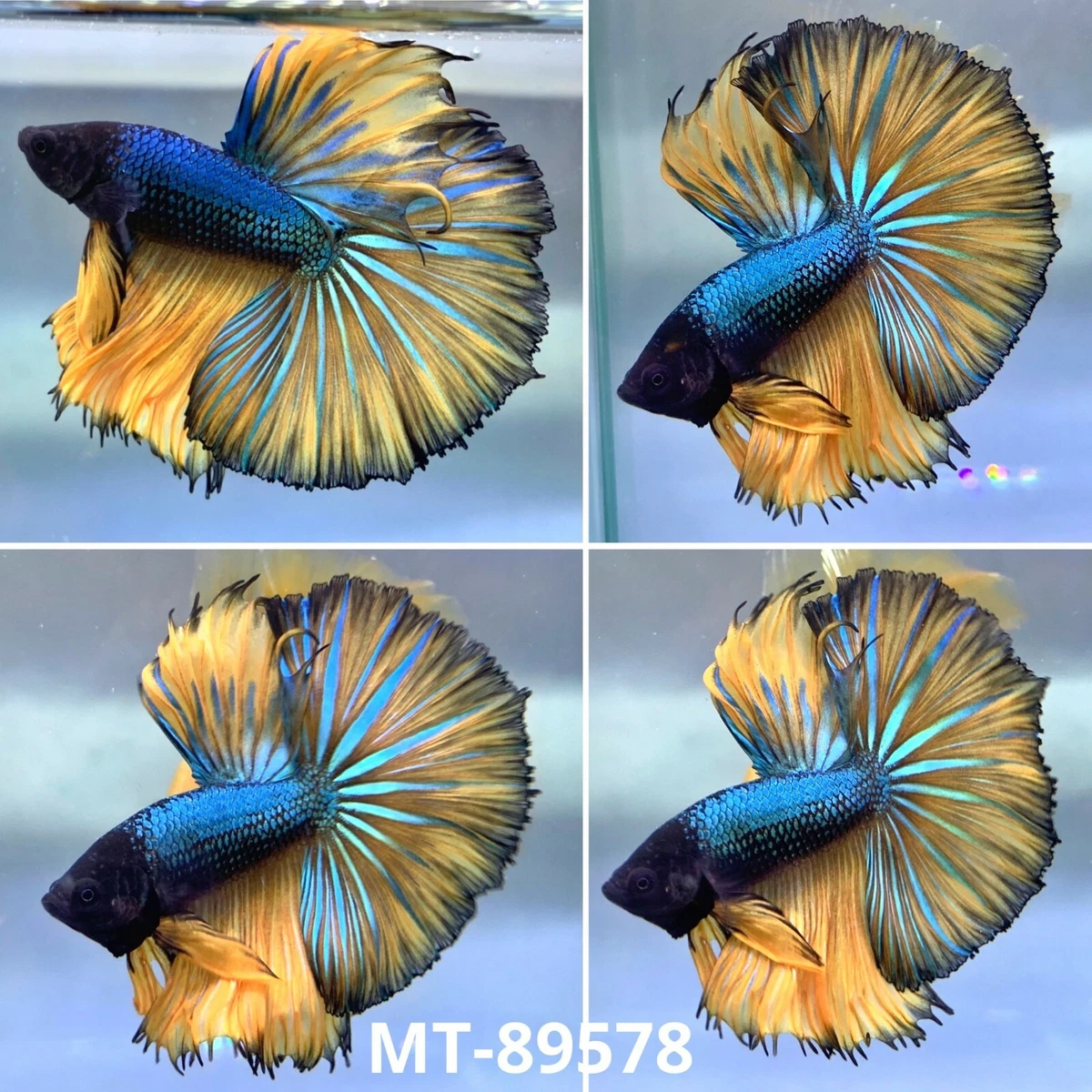 Orange Halfmoon Betta Fish