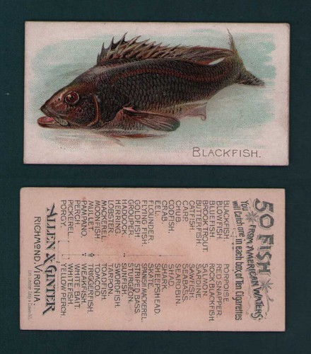 1889 N8 Allen & Ginter - 50 FISH from American Waters - U Pick | eBay