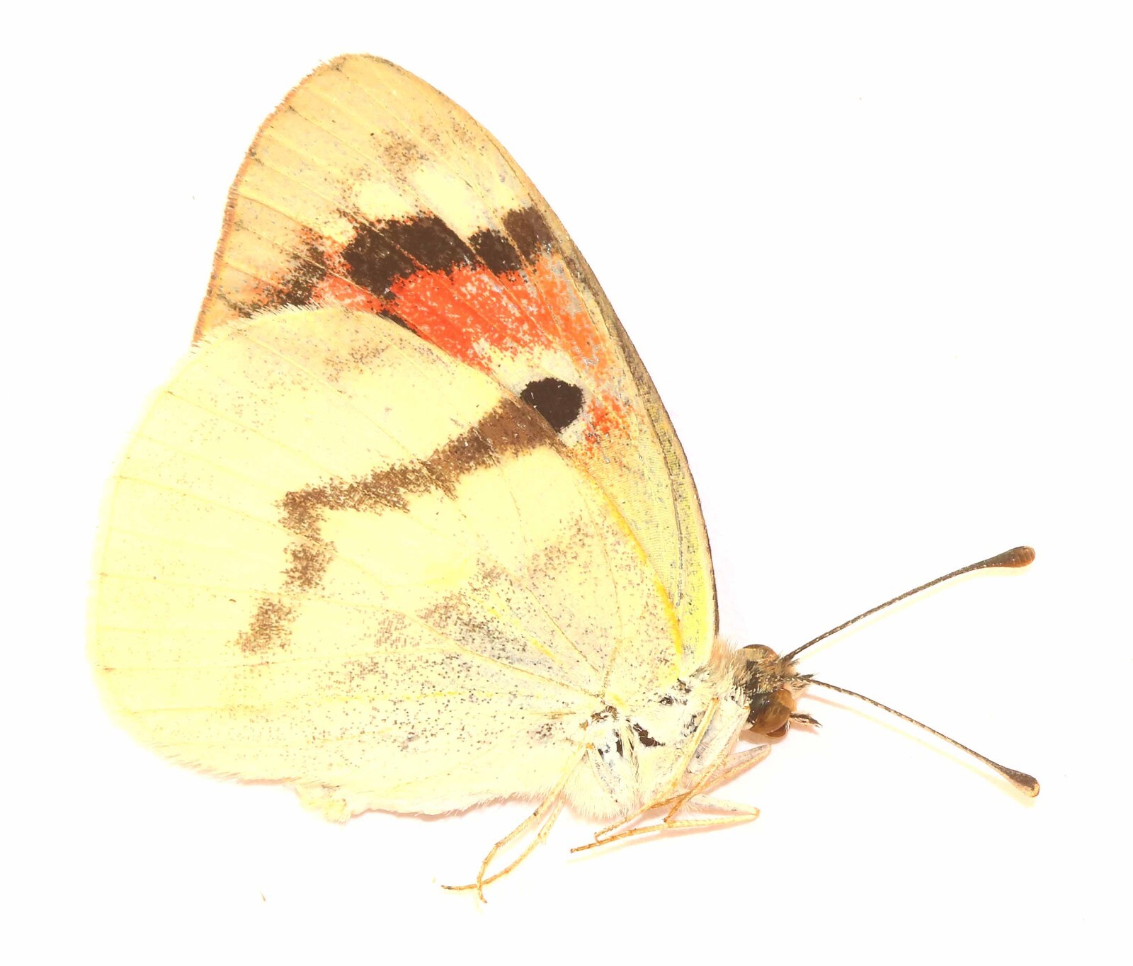 LEPIDOPTERA, PIERIDAE, COLOTIS ZOE female from MADAGASCAR | eBay UK