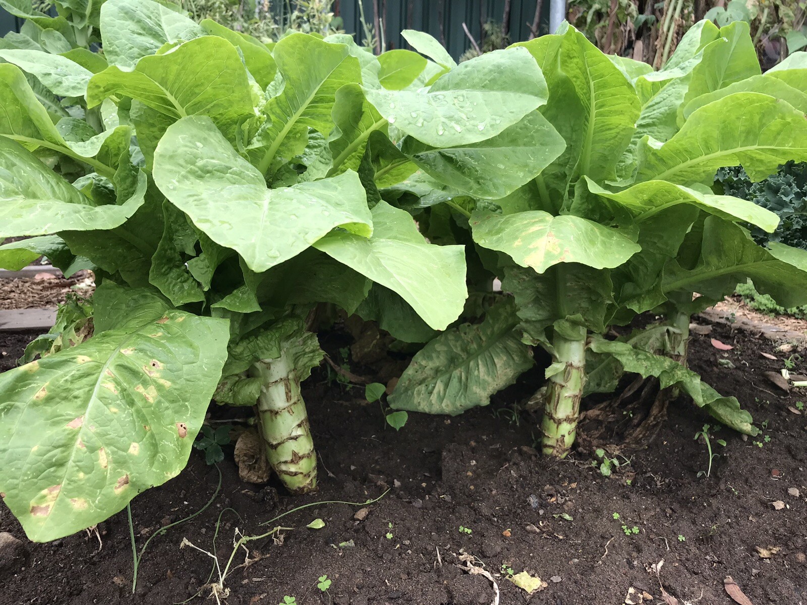 400 Celtuce Seeds Chinese Stem Lettuce 莴苣 Asian Home Garden Vegetables ...