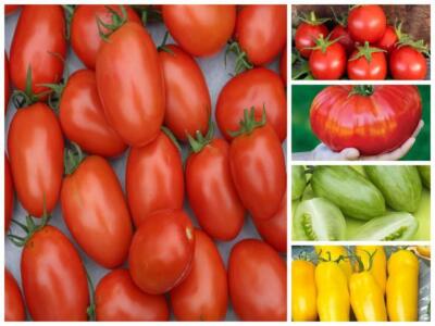Tomato Seeds 30+ Varieties Shirley Moneymaker Roma Cherry Mountain ...