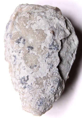 Holocystites scutellatus Silurian Cystoid Fossil Indiana Massie Shale ...