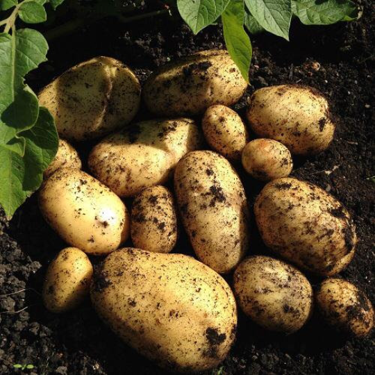 Second early seed potatoes Nadine- for planting,X12 Tubers,Ready for ...