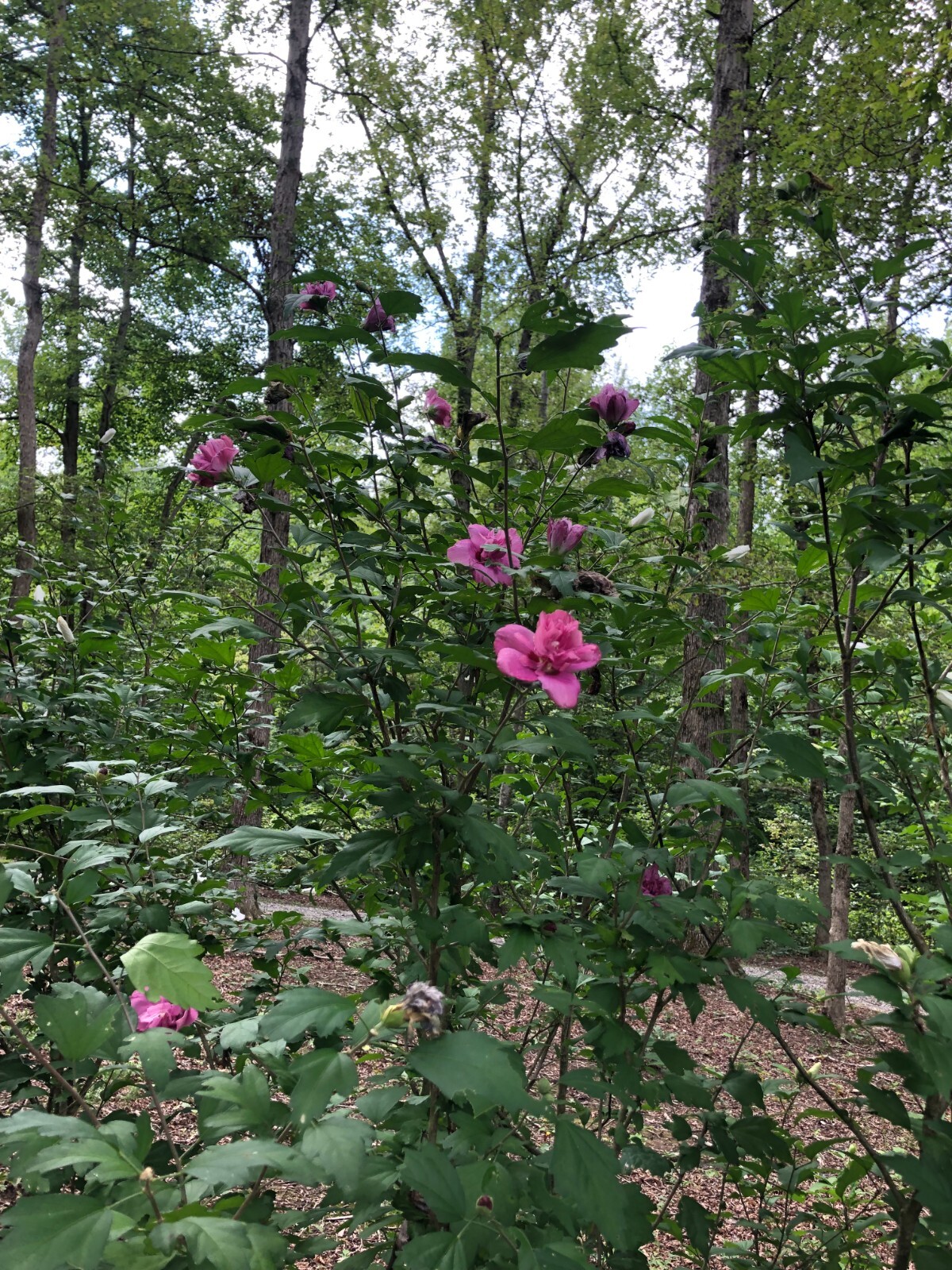Magenta Chiffon Rose Of Sharon Live Plant With Roots + (Bonus Gift) | eBay