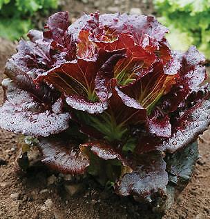 Lettuce Cherokee 250 seeds | eBay