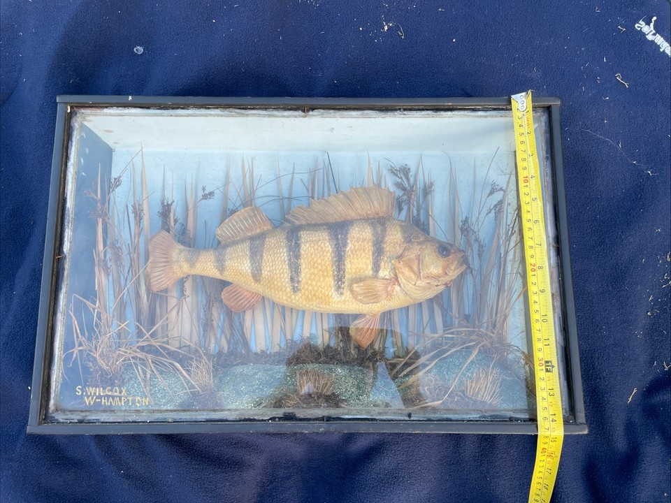 Vintage 20th Century Taxidermy Perch Fish Cased, 50cm-66cm | eBay UK