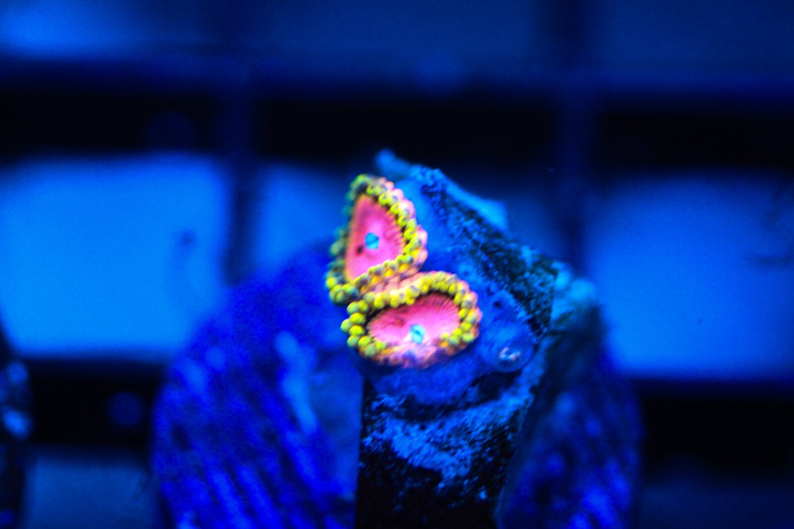 PINK DIAMOND ZOAS-WYSIWYG LIVE CORAL-FRAG-SPS LPS ZOAS | eBay