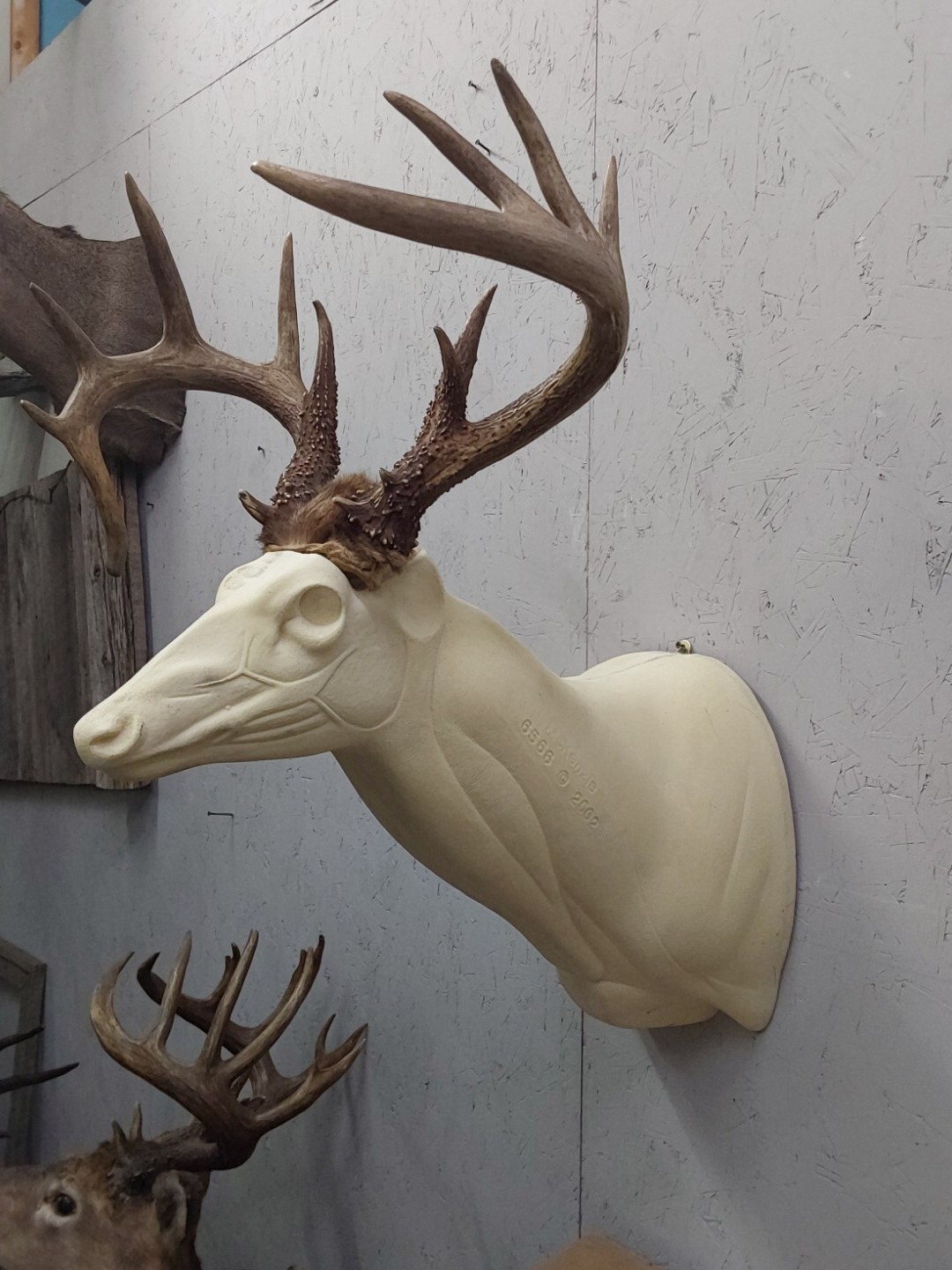 HUGE 157" MINNESOTA DEER DROP TINE ANTLERS TAXIDERMY MOUNT HORNS SHED ...
