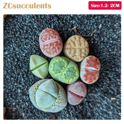 7PCS Lithops salicola 'Sato’s Violet C297A/C128A/C081A/C044/C56A Living ...