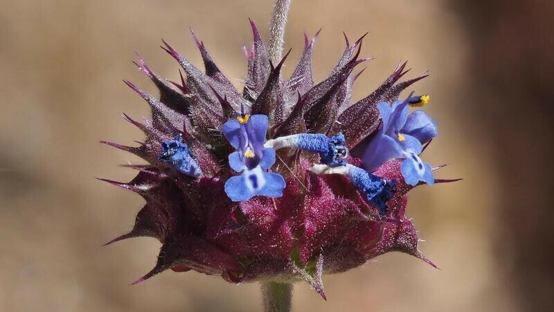 Desert Chia seeds (Salvia columbariae) -30 seeds- | eBay