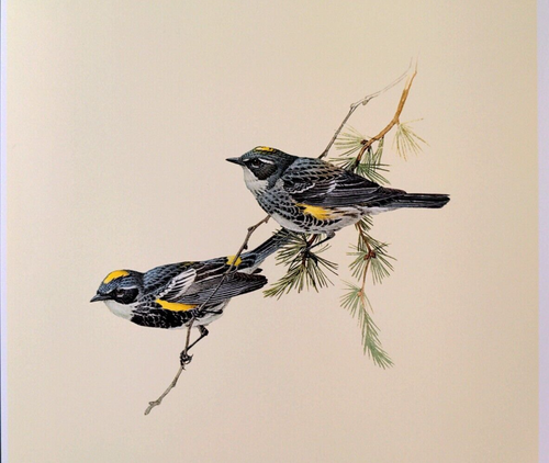 J F Lansdowne Birds Myrtle Warbler Vintage Art Print Book Plate 42 | eBay