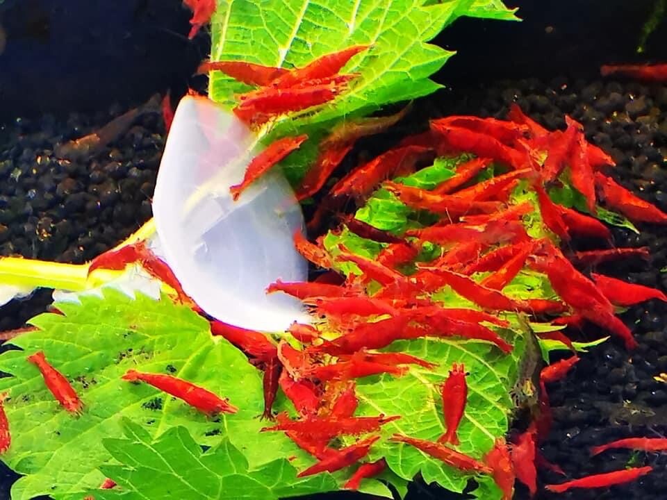 10+1 Fire Red Cherry - Freshwater Neocaridina Aquarium Shrimp. Live ...