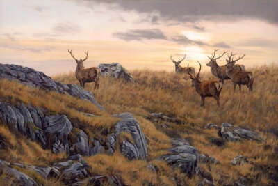 Lowering Sun (Red Deer Stags) by Martin Ridley Art Print Wildlife ...
