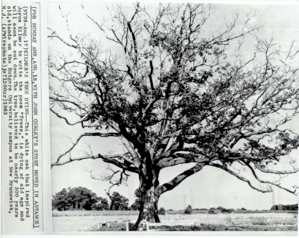 Easy To Draw Oak Tree Evangeline Oak – Malkoff Gallery