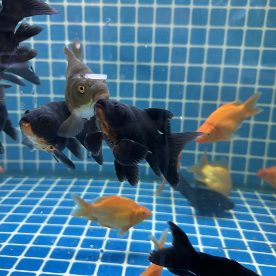 Black Butterfly Koi 4 Inch Live fish short Body | eBay