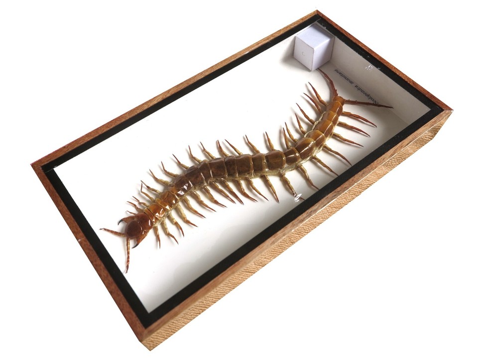 Real Giant Centipede Insect Taxidermy Display Framed Box Art Decor Gift ...