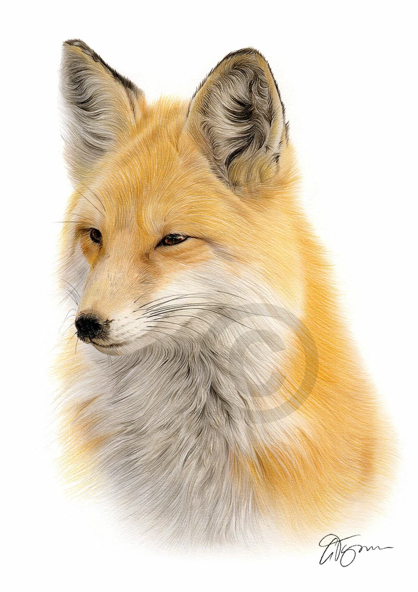 Red Fox Pencil Drawing