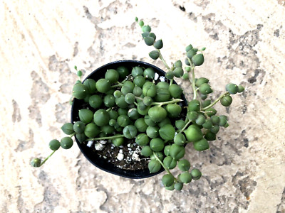 Curio Rowleyanus, Senecio Rowleyanus String of Pearls, Comes In a 2.5 ...