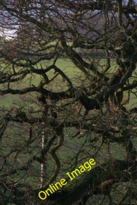 Photo 6x4 Wiggly tree Biscathorpe Same tree as [[3818852]]. You know ...