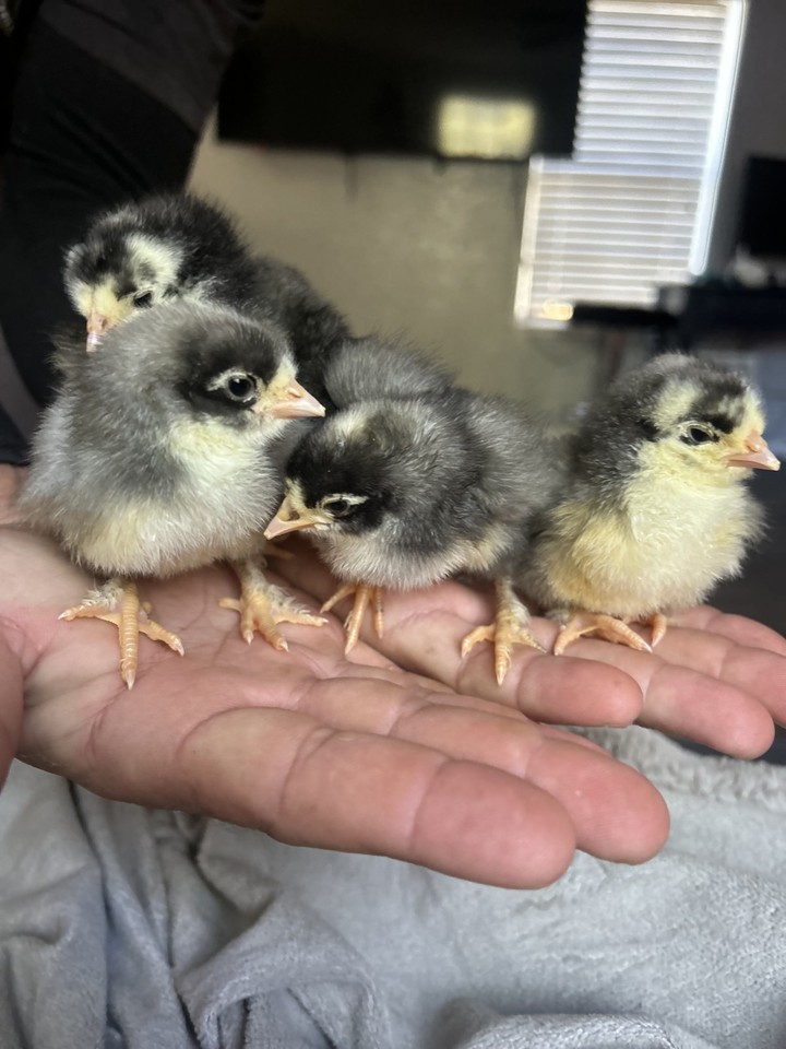 We have 3-week-old baby chicks of many breeds, including Brahma. | eBay