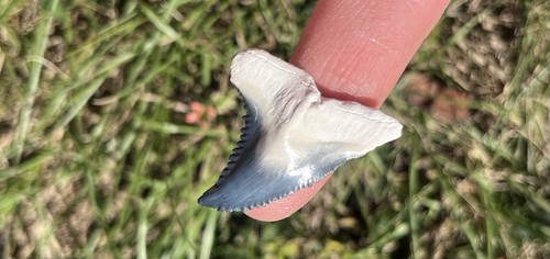 Bone Valley Hemipristis Shark Tooth | eBay