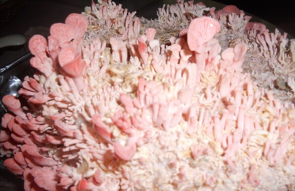 PINK OYSTER mushroom spores spawn/mycelium (on dry seeds) | eBay