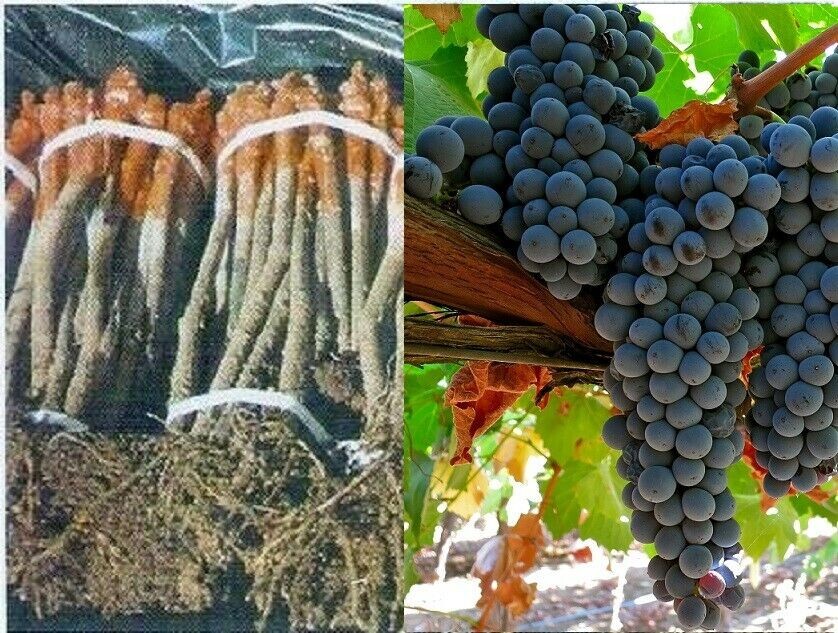 2x two vines rootstock grafted TOURIGA FRANCESA red wine grape | eBay