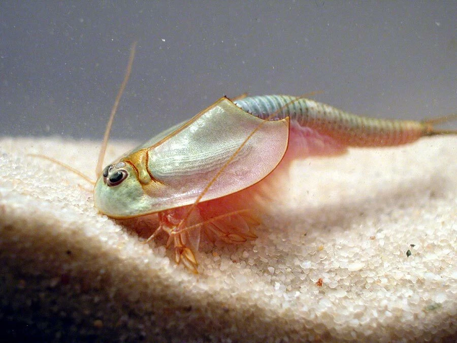 Triops Fossil