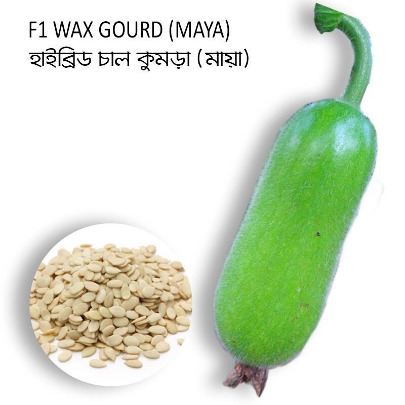 10 Gram Hybrid Hairy skin gourd seeds Maya Chal kumra Bangladeshi wax ...