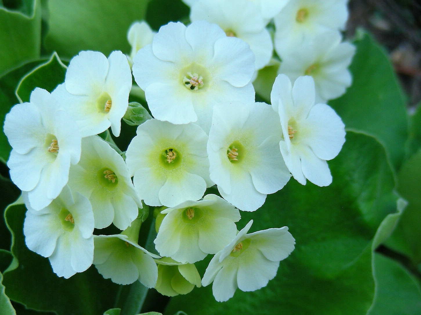 Garden or Border Auricula Seeds : Mixed Colours : Alpine Primula ...